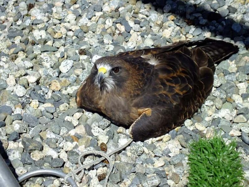 Sitka: Alaska Raptor Center Admission Ticket - Frequently Asked Questions