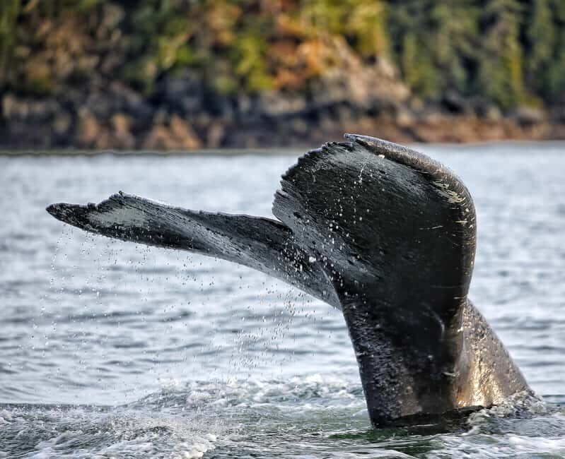 Sitka: Premiere Whale Watching and Wildlife Tour - Exploring the Details of the Tour Experience