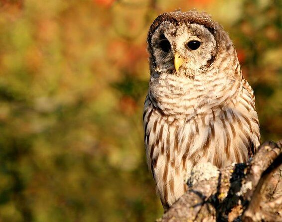 Sitka Premium Tour- Private- Alaska Raptor Center, Fortress of the Bears,Totems - The Experience in Detail: What to Expect