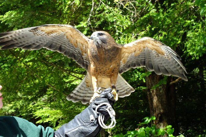 Sitka Premium Tour- Private- Alaska Raptor Center, Fortress of the Bears,Totems - Who Will Love This Tour?