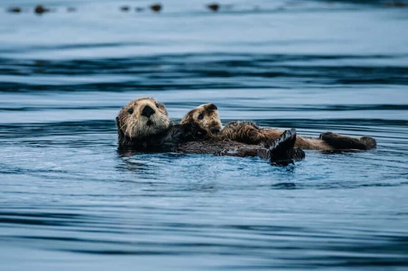 Sitka: Private Full Day Wildlife Boat Tour with Beach Lunch - Key Points