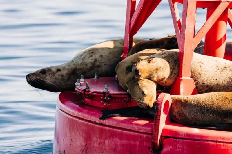 Sitka: Private Wildlife Photography Workshop by Boat - Key Points