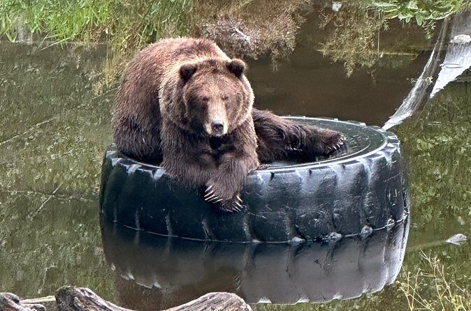 Sitka Scenic Private Tour - Final Thoughts: Who Should Consider This Tour?