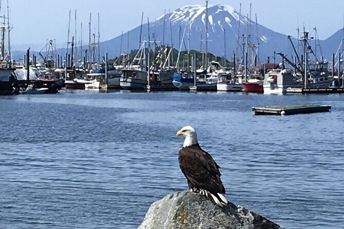 Sitka Sea Birds & Marine Life Private Charter Scenic Eco-Tour - FAQ