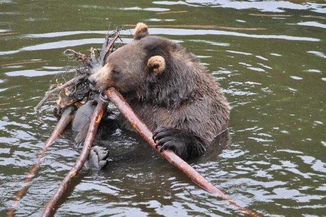 Sitka Shore Excursion: Bears, Raptor Center, & Totem Park Tour (Small Group) - An In-Depth Look at the Sitka Shore Excursion