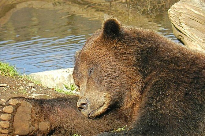 Sitka Sightseeing Tour including Fortress of the Bear and Totem Poles - The Itinerary in Detail: What You Can Expect