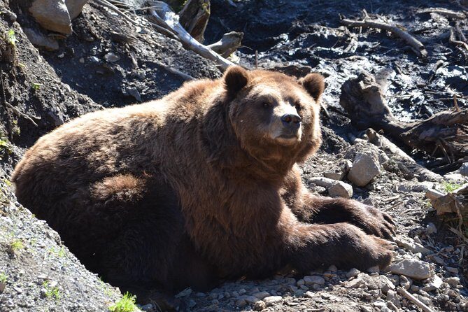 Sitka Sightseeing Tour including Fortress of the Bear and Totem Poles - FAQ: Common Questions Answered