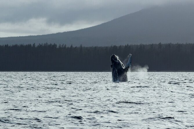 Sitka Sound Marine Wildlife Tour - A Practical Look at the Experience