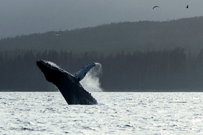 Sitka Sound Marine Wildlife Tour - The Value of the Experience