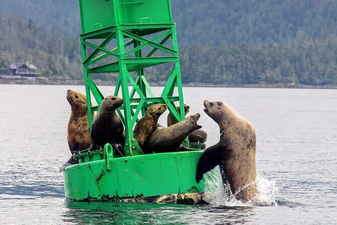 Sitka Sound Marine Wildlife Tour - Who Will Love This Tour?