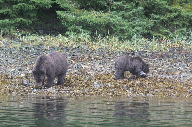 Sitka Sound Marine Wildlife Tour - Practical Details and Tips