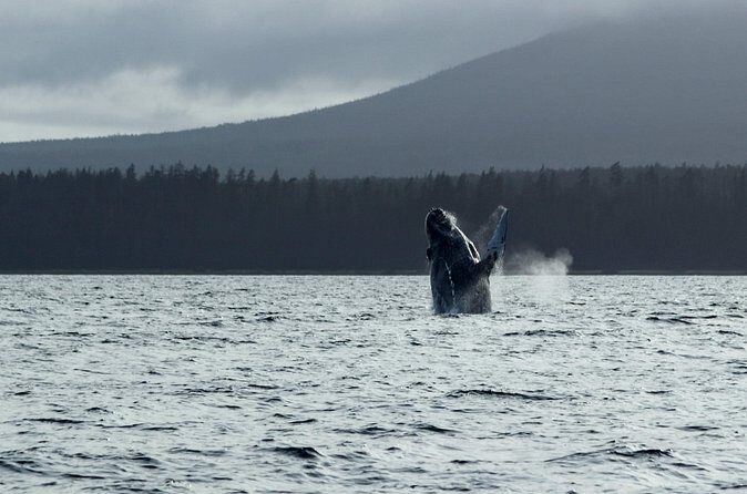 Sitka Sound Marine Wildlife Tour - FAQs