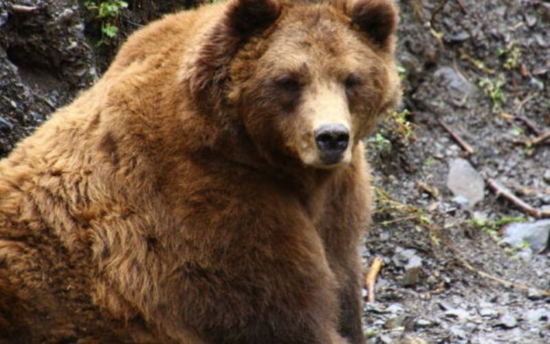 Sitka: Totem Poles, Raptor Centre, & Fortress of Bears Tour - Authenticity & Authentic Experiences