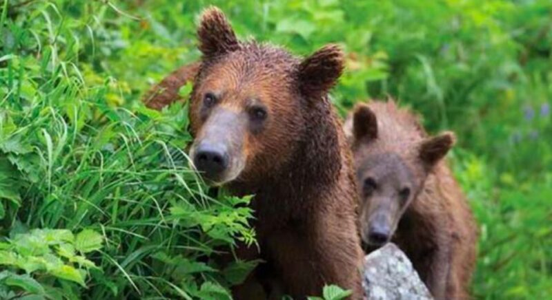 Sitka: Totem Poles, Raptor Centre, & Fortress of Bears Tour - FAQs