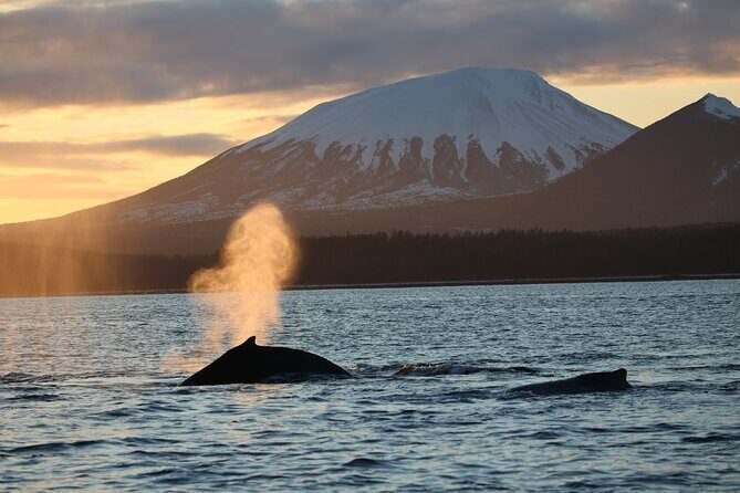 Sitka Whale Watch and Sea Otter Quest - Expert Guides and Wildlife Success