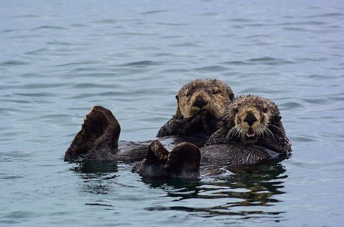 Sitka Whale Watch and Sea Otter Quest - Pricing & Overall Value