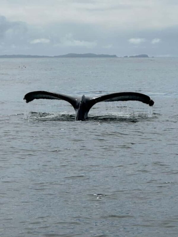 Sitka: Wildlife Boat Tour with Guide - The Meeting Point and Practical Details