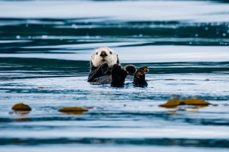 Sitka: Wildlife Photography Workshop on the Water - The Itinerary: What to Expect