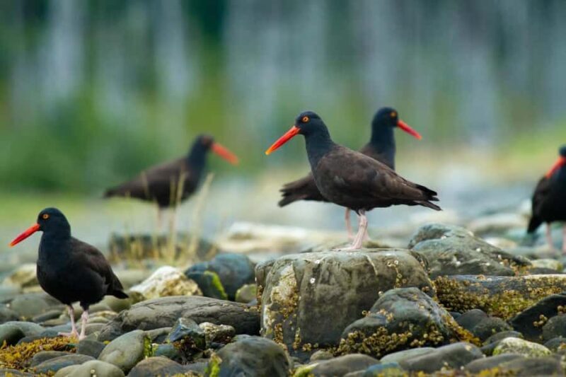 Sitka: Wildlife Photography Workshop on the Water - Why This Tour Stands Out