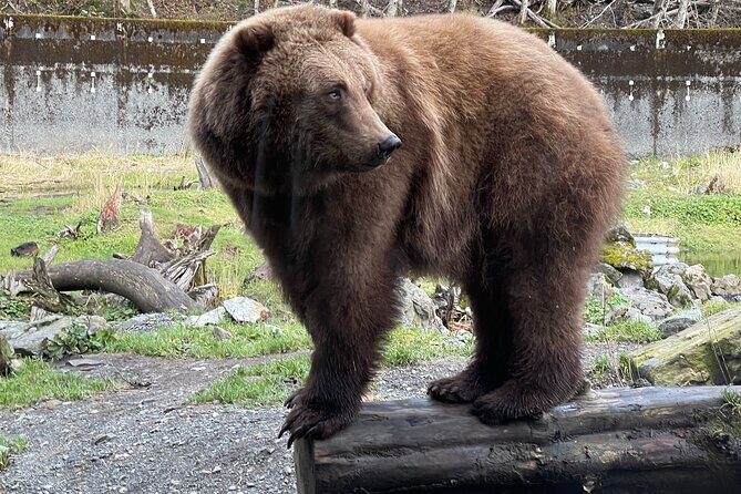 Sitka's Favorite Sites Private Land Tour for 6 (Meal option avail - Additional Details That Make a Difference
