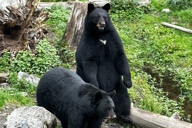 Sitka's Favorite Sites Private Land Tour for 6 (Meal option avail - The Value Proposition: Is It Worth It?