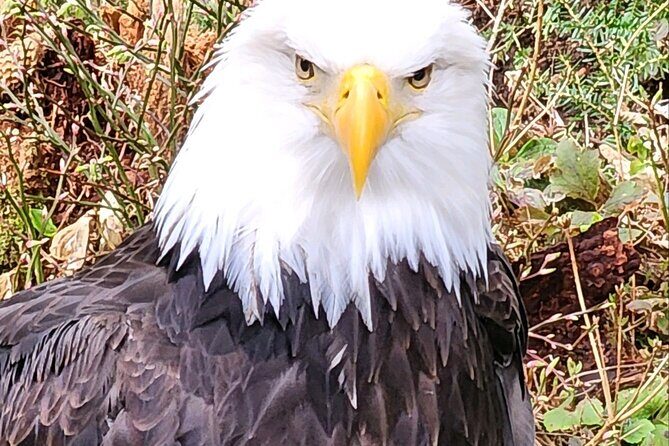 Sitka's Favorite Sites Private Land Tour for 6 (Meal option avail - Who Will Love This Tour?