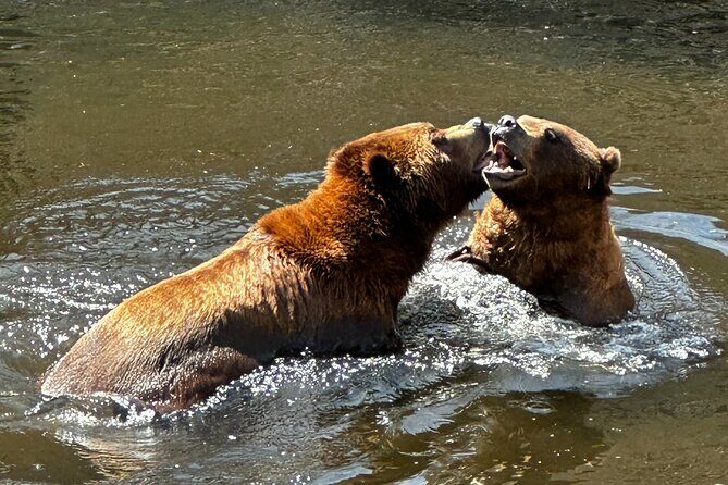 Sitka's Favorite Sites Private Land Tour for 6 (Meal option avail - FAQ
