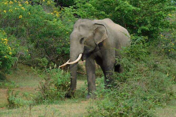 Situlpawwa Temple Visit with Yala National Park outside Safari - The Safari Experience: What Sets It Apart