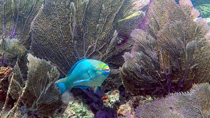 Six Fins Key West: Private Snorkeling Charter with Captain - Key Points