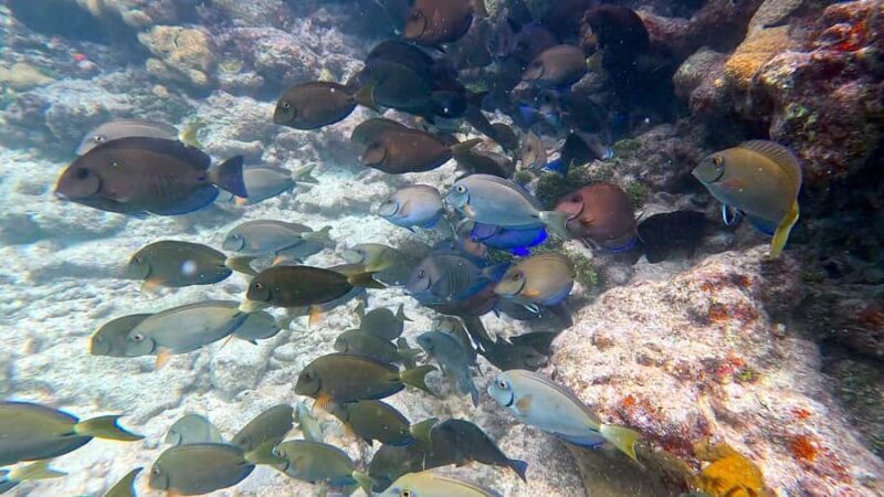 Six Fins Key West: Private Snorkeling Charter with Captain - Why This Tour Is Worth Considering