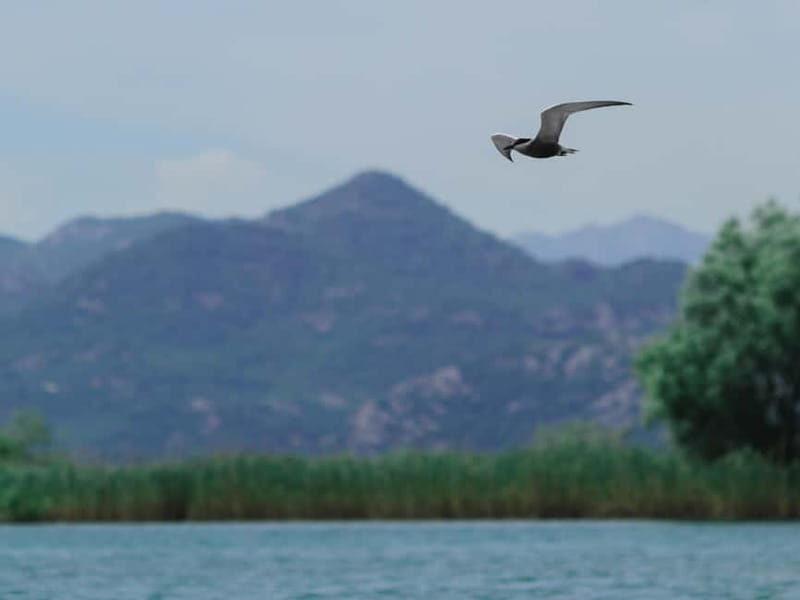 Skadar Lake: 4-Hour Guided tours on Kayak - Key Points: