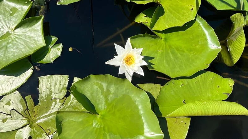 Skadar Lake: 4-Hour Guided tours on Kayak - FAQ