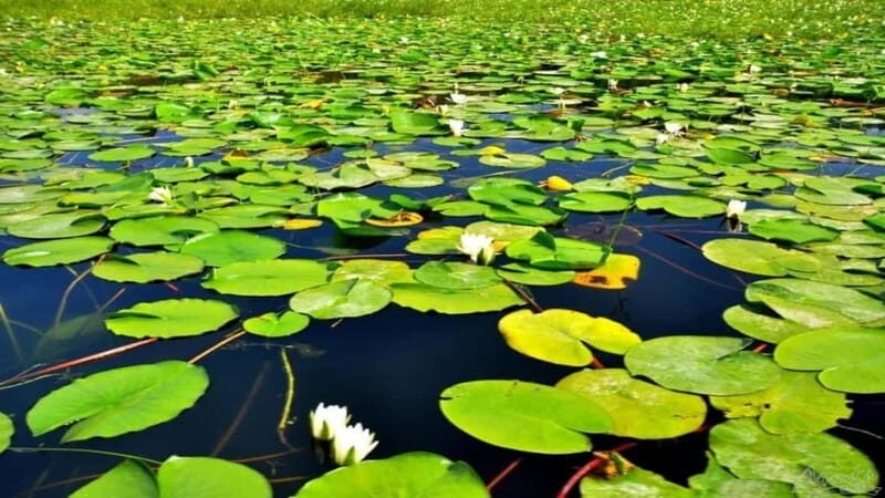 Skadar Lake: Discover the Extraordinary with Our Boat Tours - What to Expect When You Book