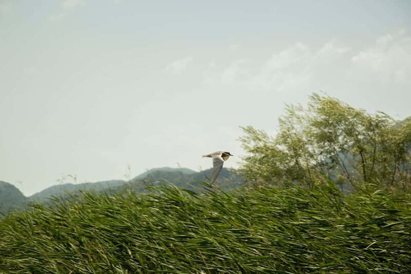 Skadar Lake: Individual Kayaking Experience - Wildlife and Cultural Riches