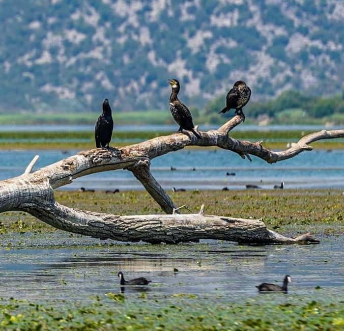 Skadar Lake: Induvidual boat tour with guide - Logistics and Practicalities
