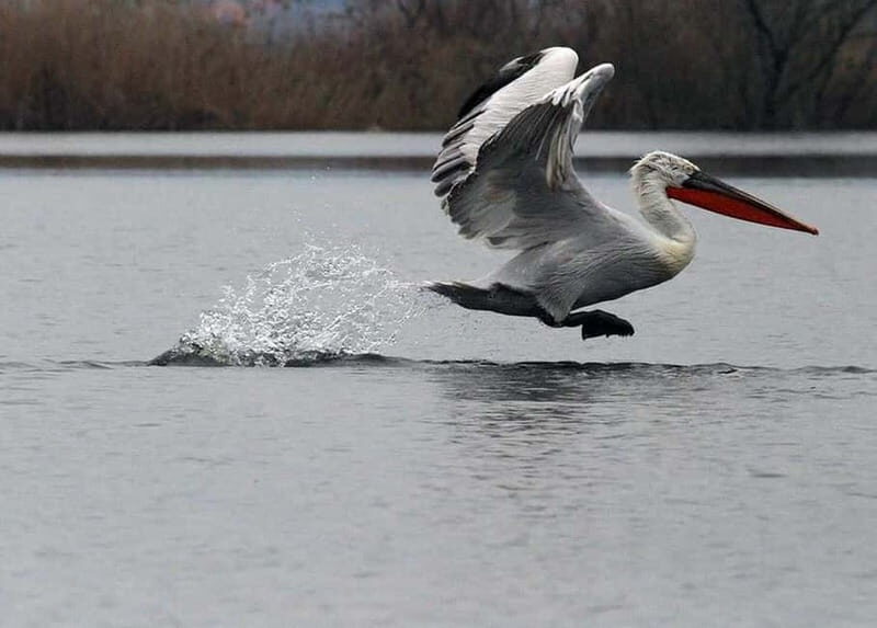 Skadar Lake: Induvidual boat tour with guide - Why Travelers Love This Tour