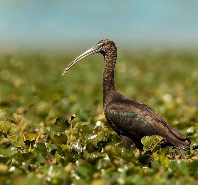 Skadar Lake: Induvidual boat tour with guide - FAQ Section