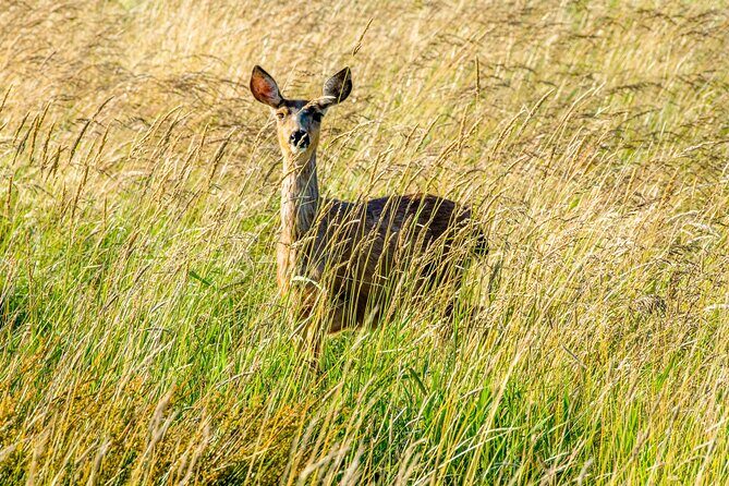 Skagit Valley Birding + Deception Pass Day Tour From Seattle - Final Thoughts