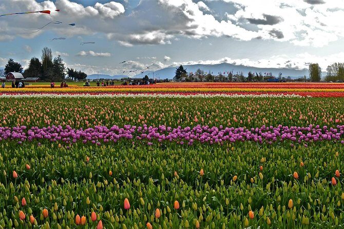 Skagit Valley Tulip Festival Day Tour from Seattle - FAQ