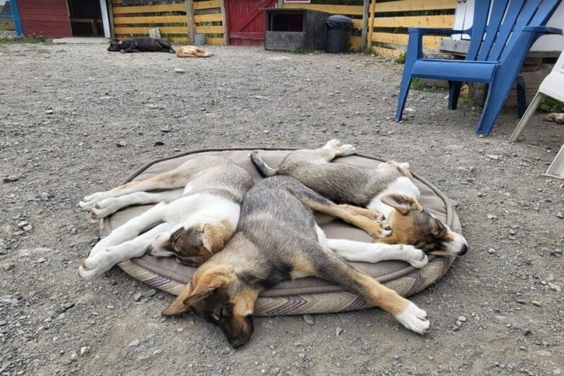 Skagway: Klondike Highway & Yukon Bus Tour with Husky Kennel - The Sum Up