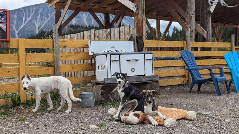 Skagway: Klondike Highway & Yukon Bus Tour with Husky Kennel - FAQ