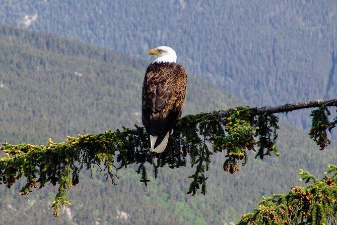 Skagway Shore Excursion: Scenic River Float Tour - Who Should Consider This Tour