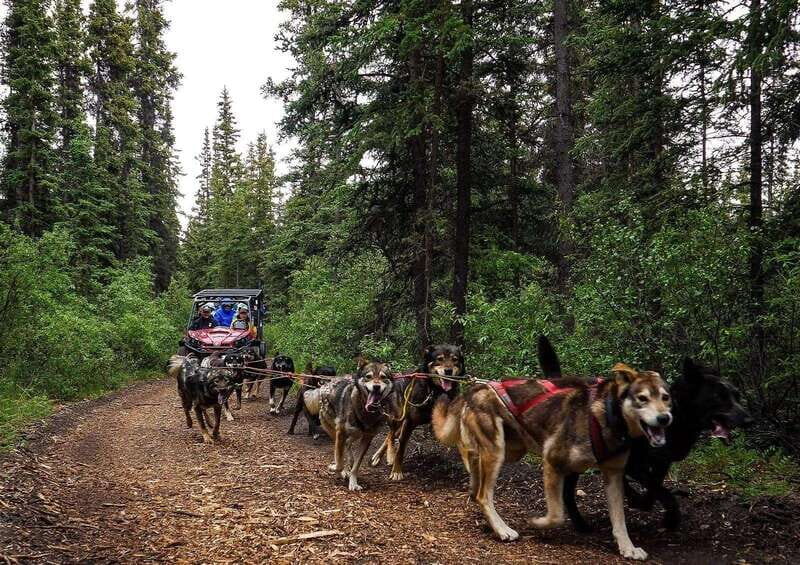 Skagway: Yukon Dog Mushing & Sightseeing Tour - What to Expect from the Tour