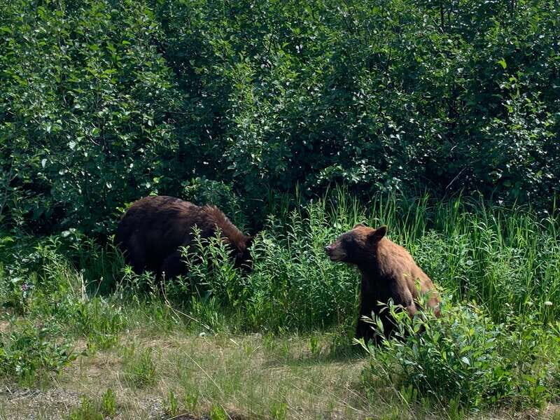 Skagway: Yukon Suspension Bridge & Summit Tour - FAQs