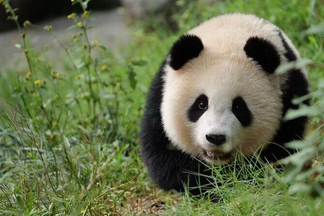 Skip Crowed Dujingyan Panda Tour Option Red Panda Interactive - Key Points