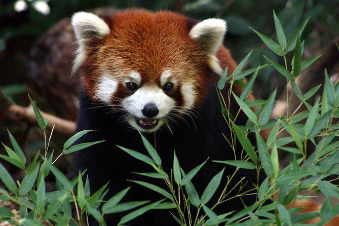 Skip the Line: Daily Admission at Woodland Park Zoo Ticket - What to Expect at Woodland Park Zoo: An Immersive Look