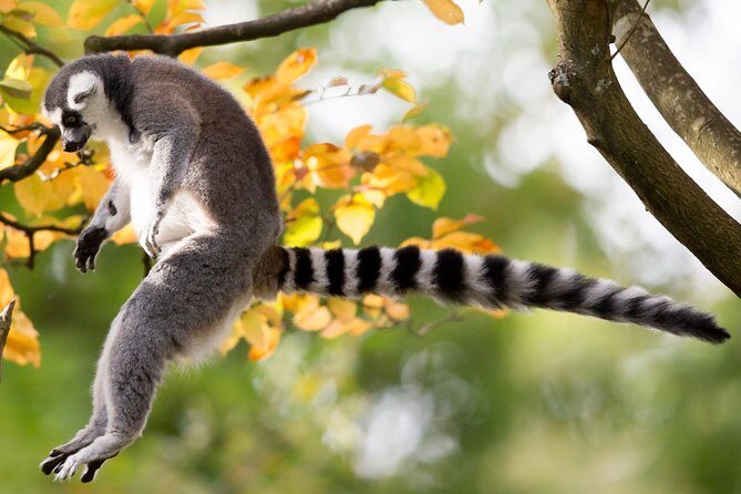Skip the Line: Daily Admission at Woodland Park Zoo Ticket - Practical Tips for Your Visit