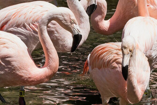 Skip the Line: Daily Admission at Woodland Park Zoo Ticket - Authentic Feedback From Visitors