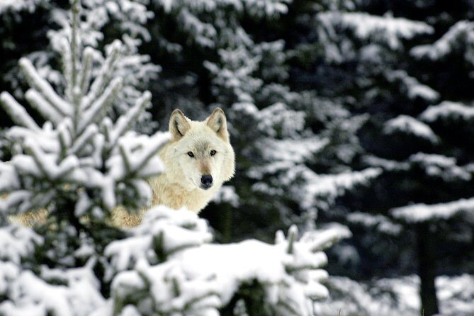 Skip the Line: Daily Admission at Woodland Park Zoo Ticket - Frequently Asked Questions