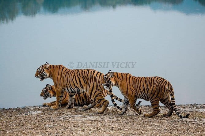 Skip-the-Line Entry for Ranthambore Gypsy Safari - FAQs about the Ranthambore Gypsy Safari